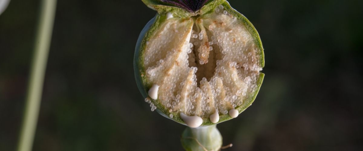 Opium Addiction | Detox, Treatment, & Recovery Resources